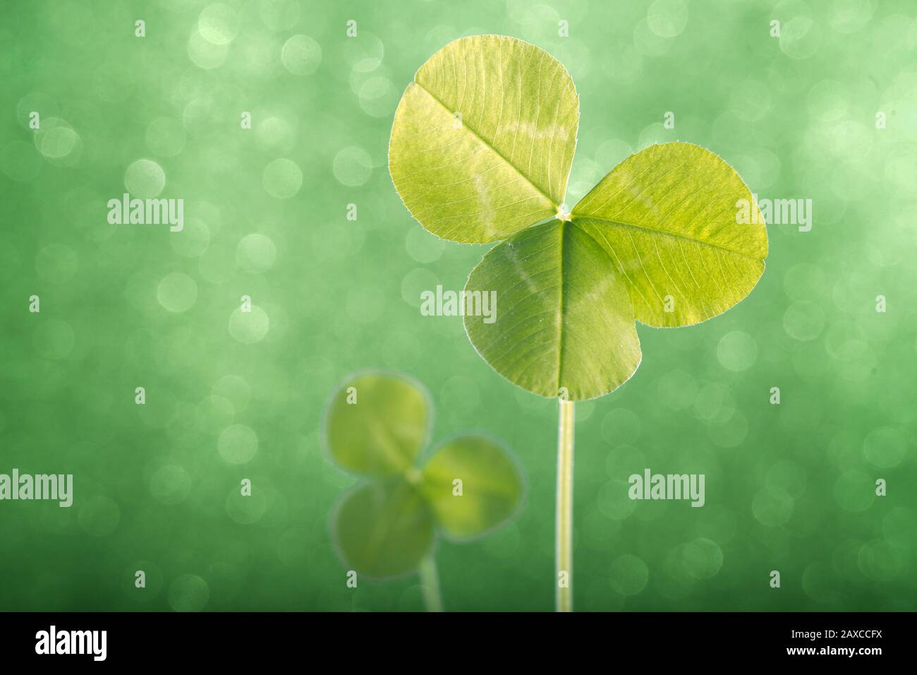 Irish Clover Leaf for St. Patricks Day Background Stock Photo - Alamy