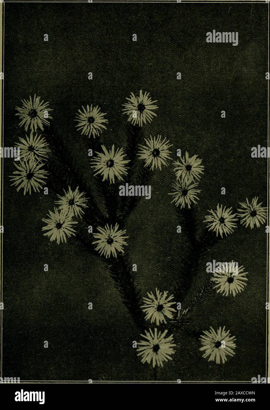 Plants and their ways in South Africa . Fig, 278. —Floral diagram ...