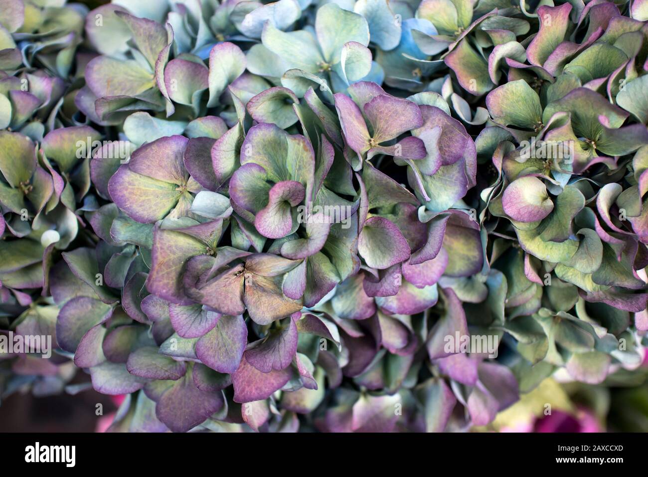 Multi-colored hydrangea in wooden square boxes on a black wall ...
