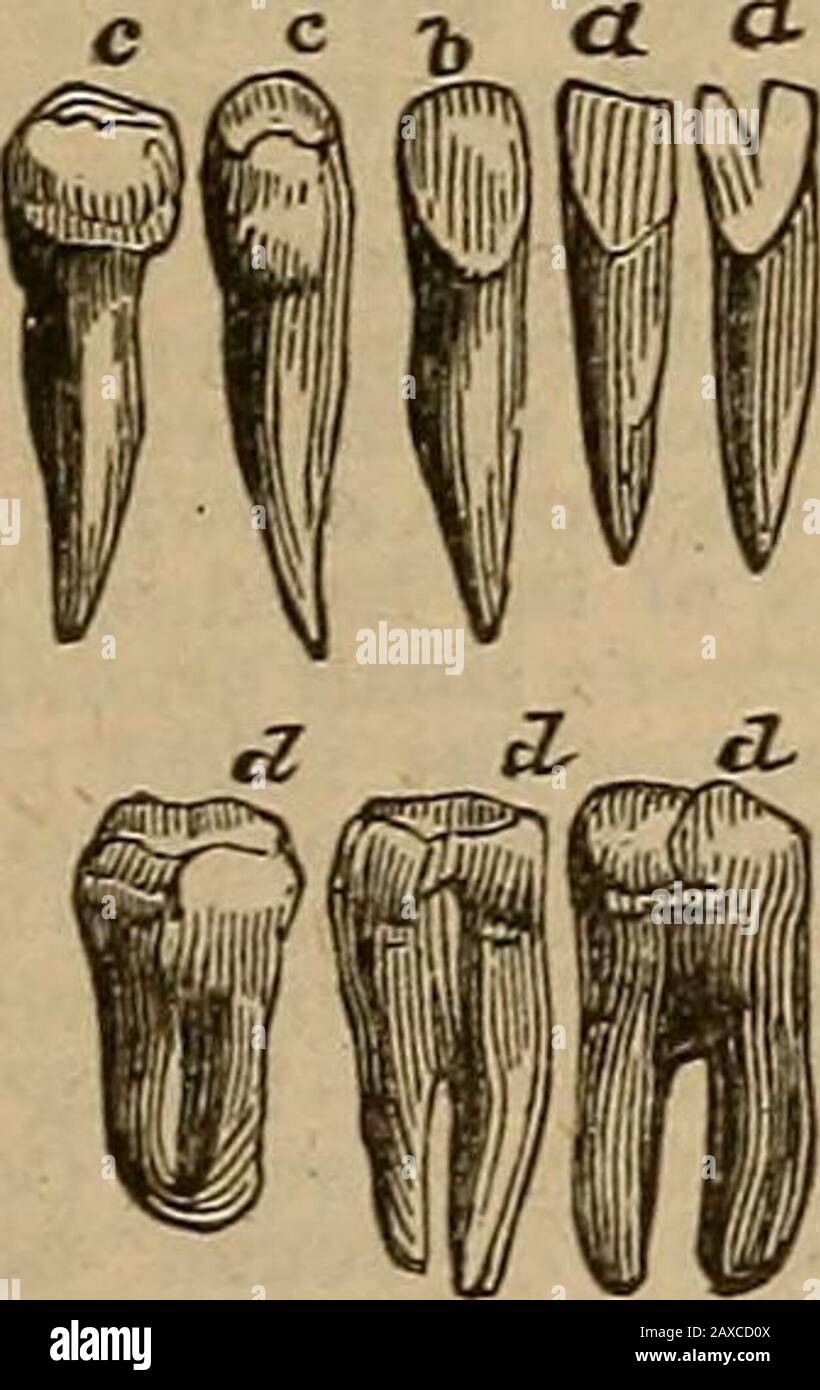 Webster's practical dictionary; a practical dictionary of the English ...