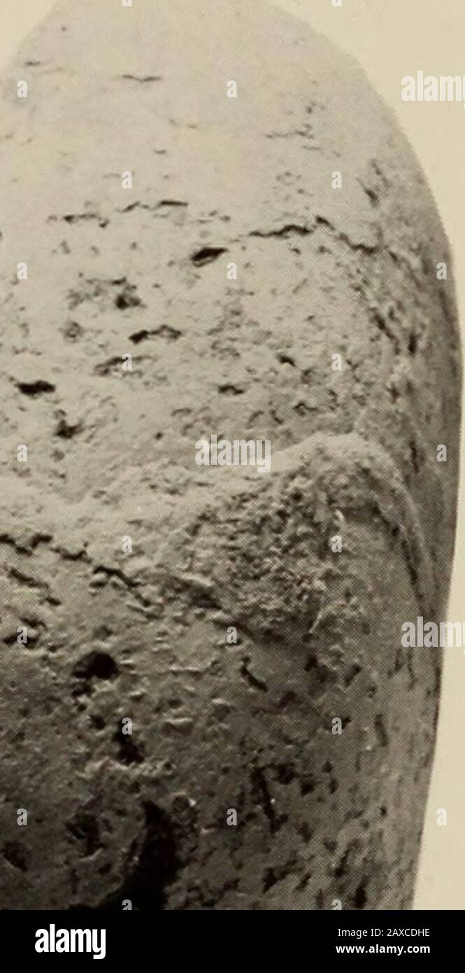 Annals of the South African Museum = Annale van die Suid-Afrikaanse ...