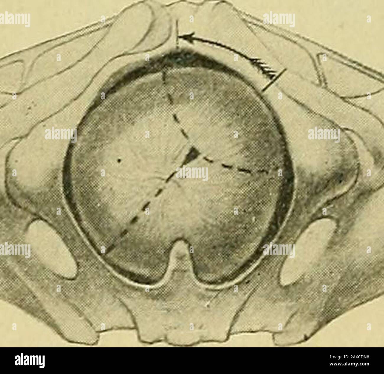 Anterior forearm bone hi-res stock photography and images - Alamy