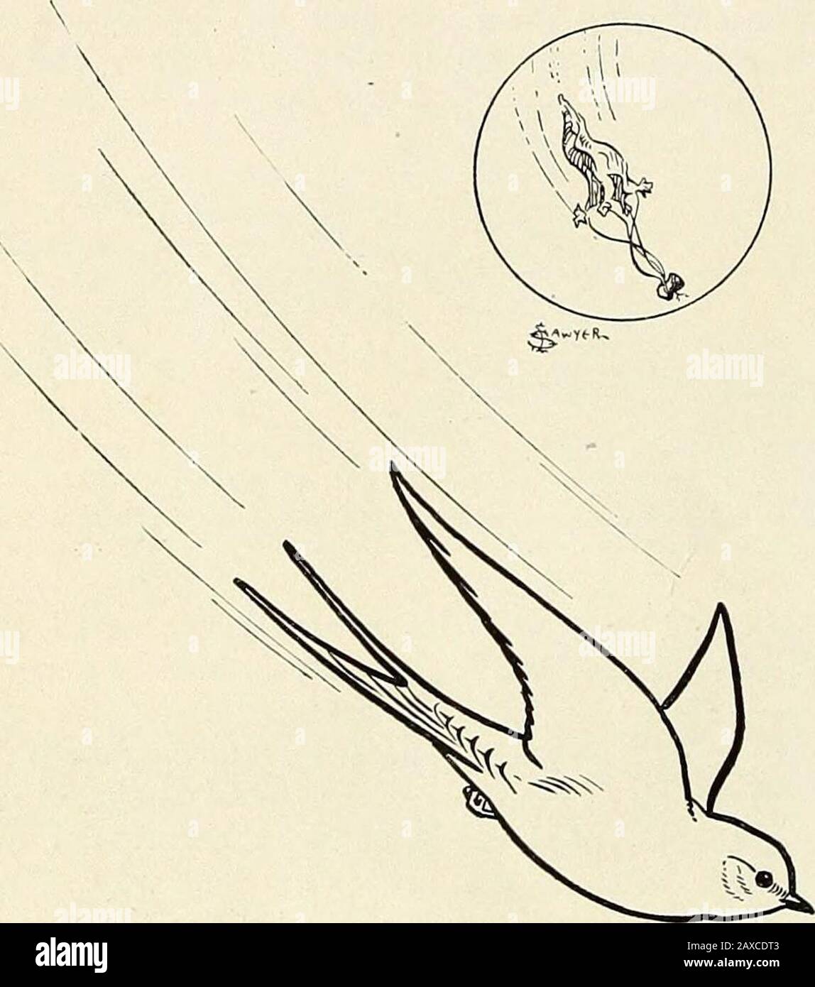 Wings in downward stroke hi-res stock photography and images - Alamy