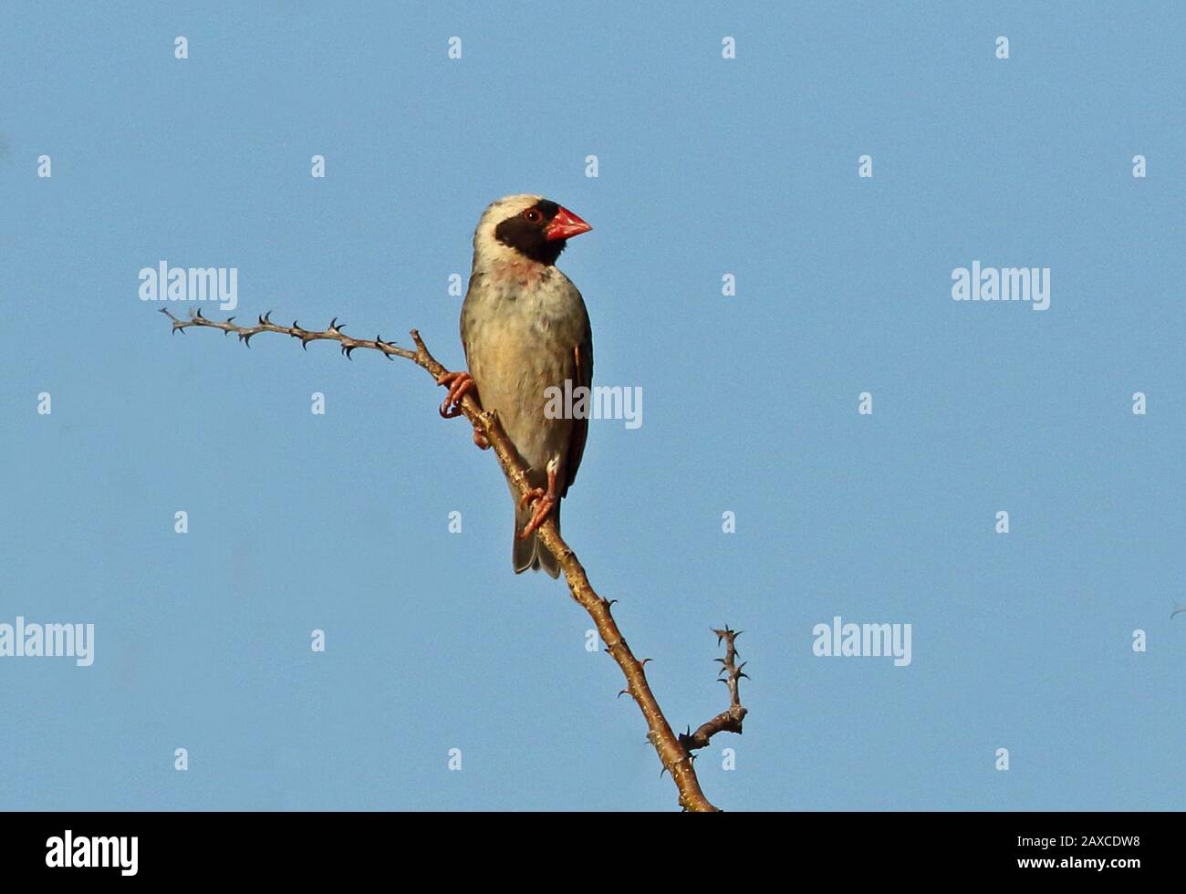 Red billed quelea hi-res stock photography and images - Alamy