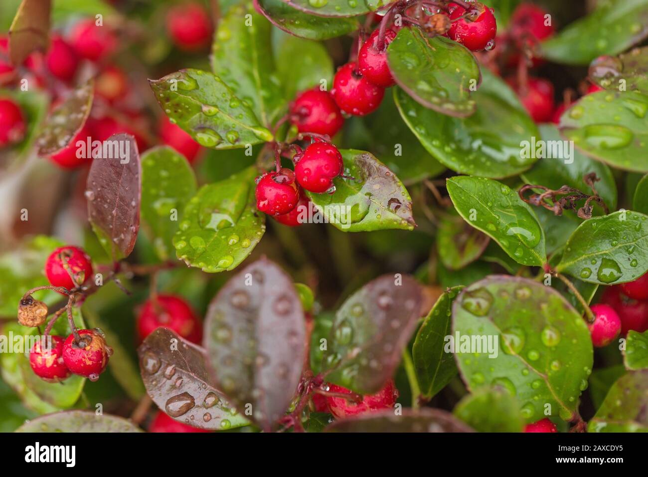 Fresh wintergreen red berry plant with raindrops. Close up Stock Photo ...