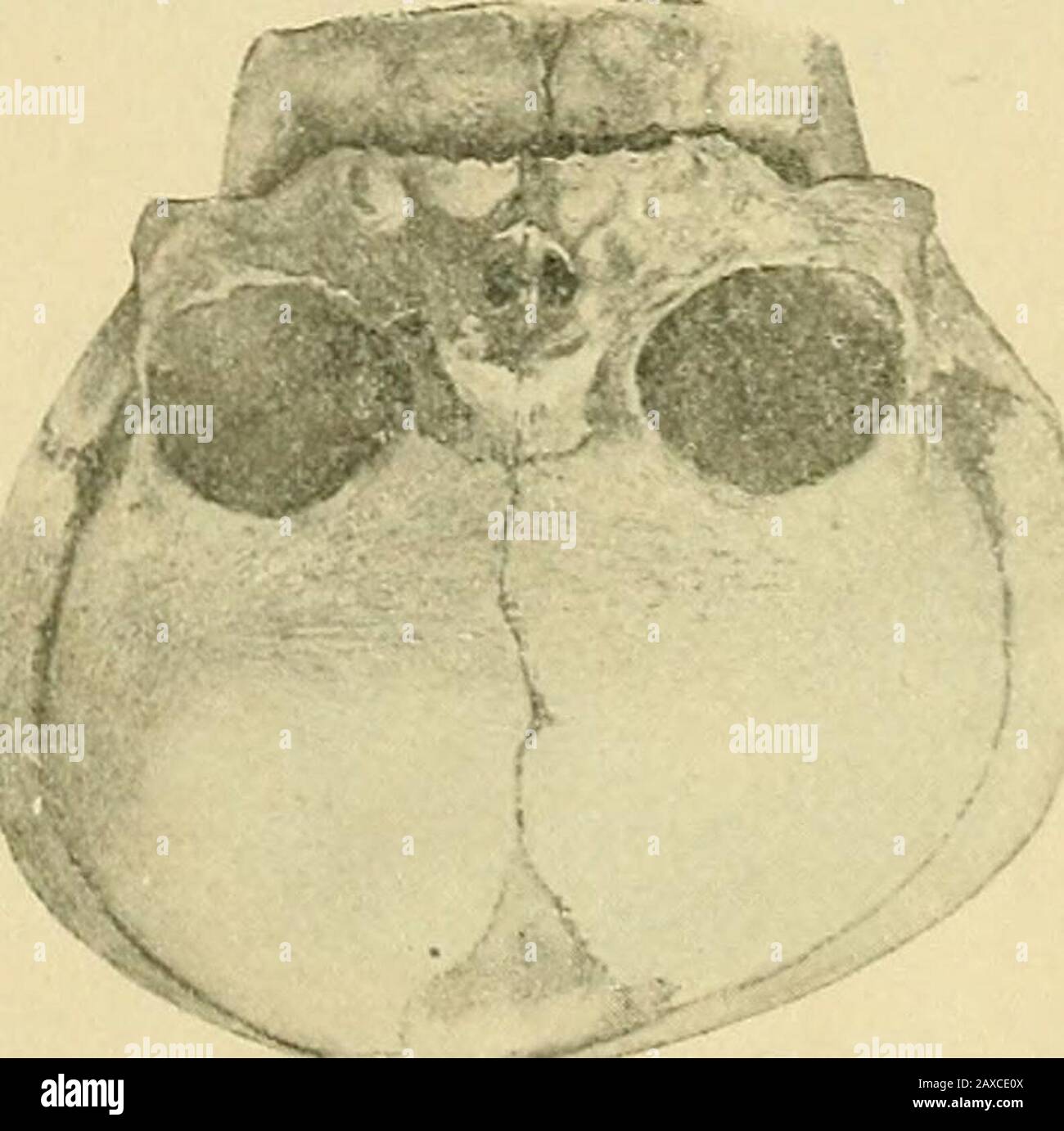 The practice of obstetrics, designed for the use of students and ...