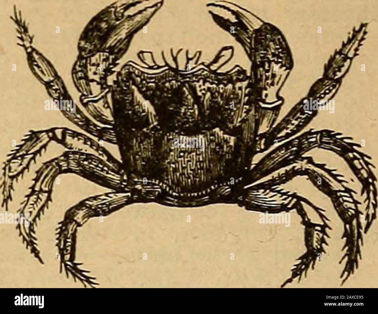 Theosophic hi-res stock photography and images - Alamy