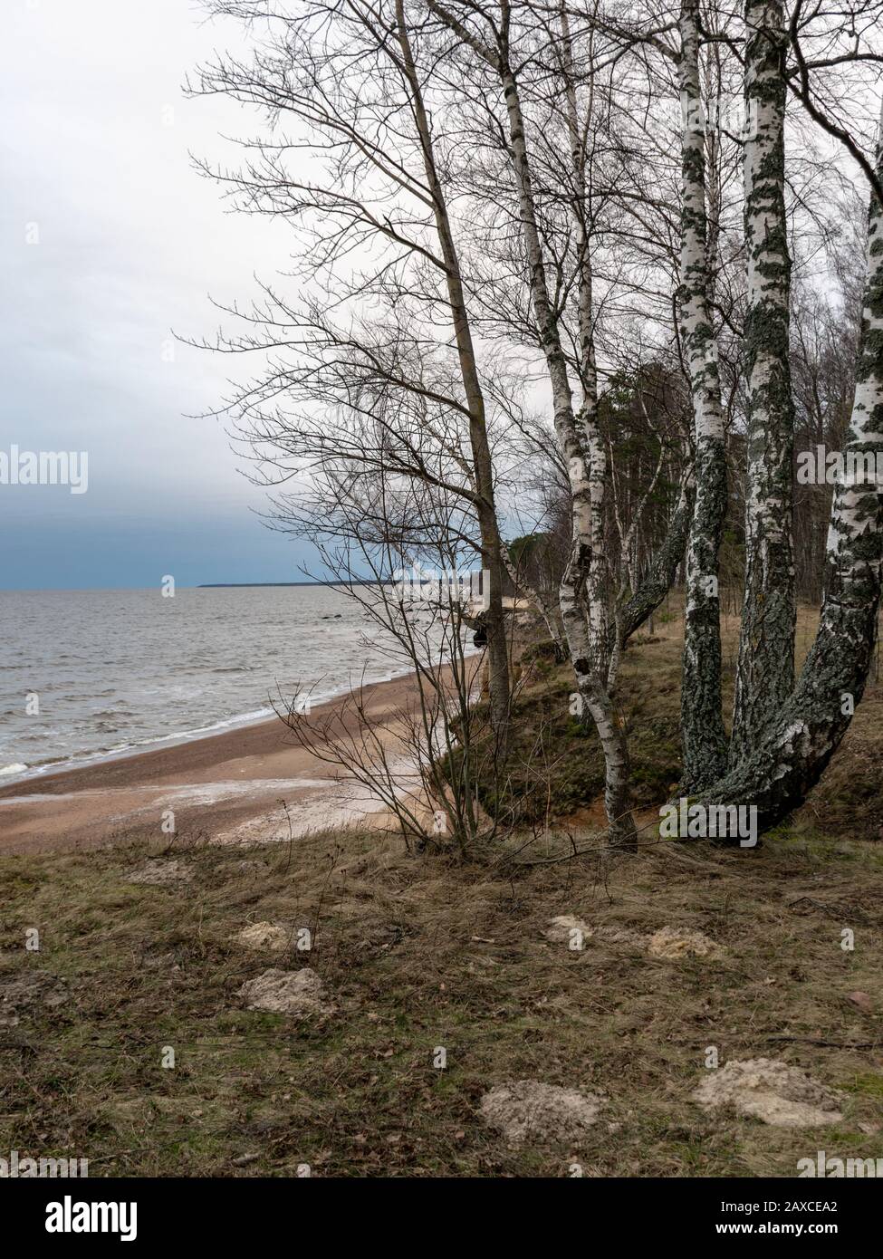 seascape with trees, sea shore, overcast sky Stock Photo - Alamy
