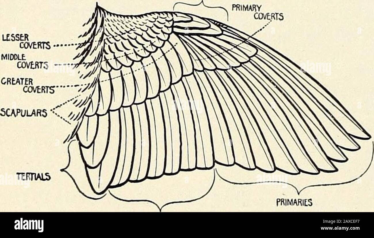 StNicholas [serial] . A BIRD RED-TAILED HAWK IN FLIGHT. As seen from ...