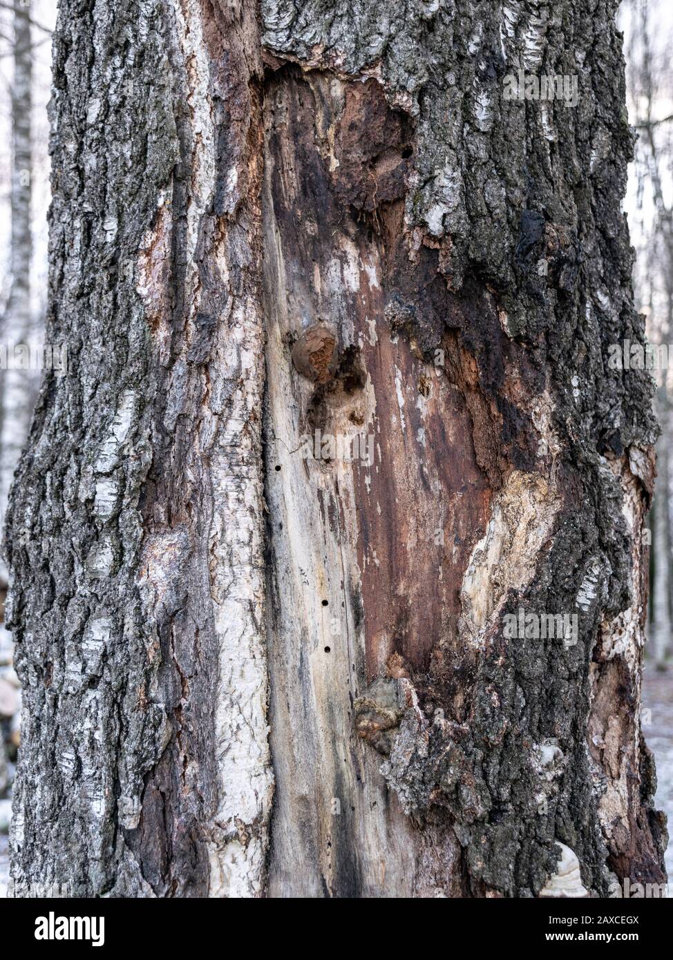 simple picture of an old and rotten tree trunk Stock Photo - Alamy