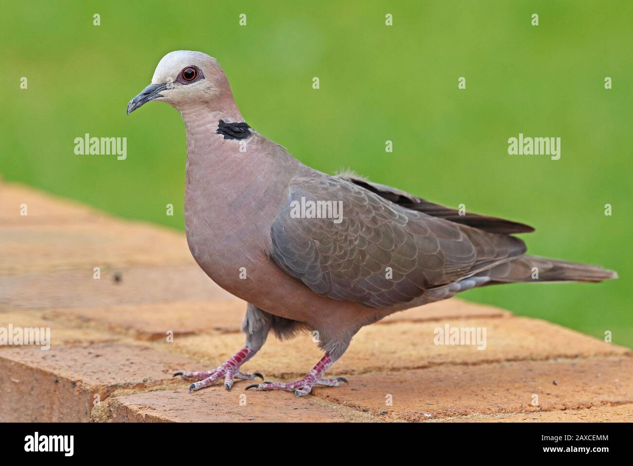 Red-eyed Dove (Streptopelia semitorquata) adult standing on wall ...