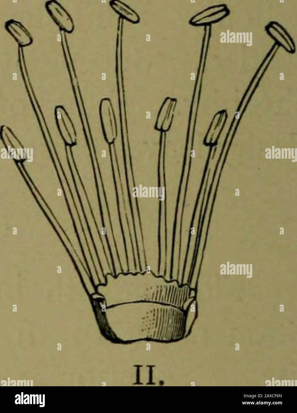 Limb Node High Resolution Stock Photography and Images - Alamy