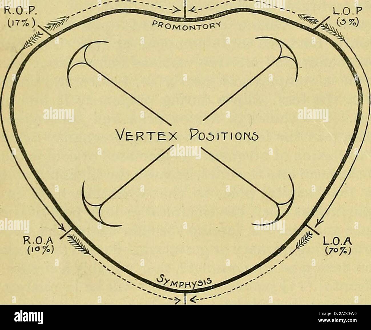 Two parietal bone hi-res stock photography and images - Alamy