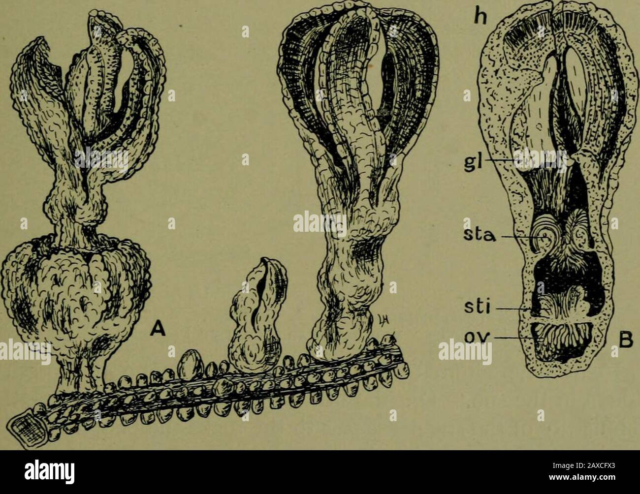 Hydnora africana hi-res stock photography and images - Alamy