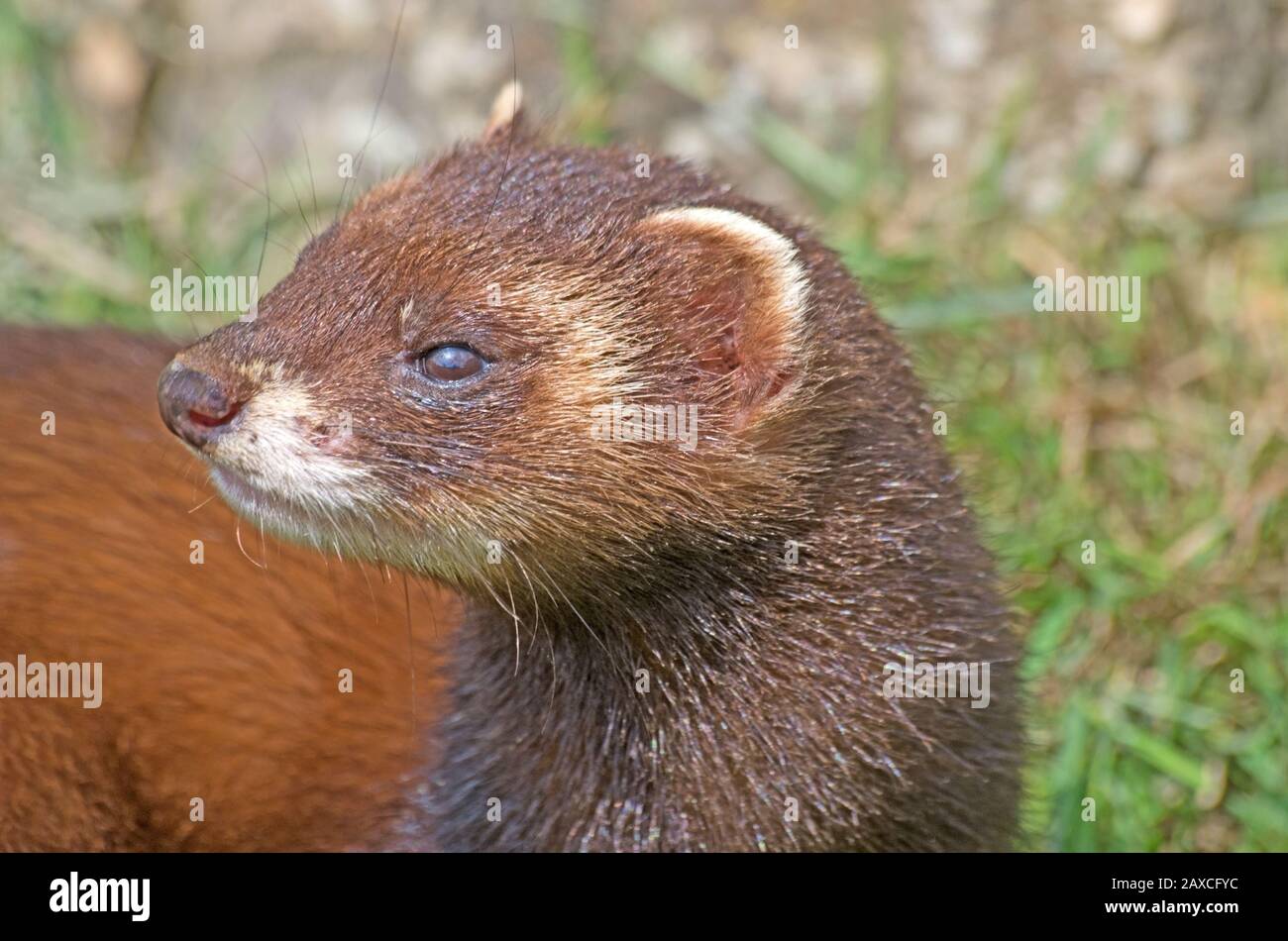 Polecat Head mustele Putorius UK Stock Photo - Alamy