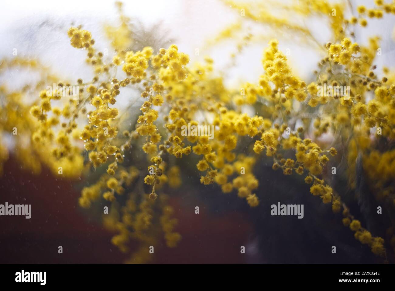 Border blooming mimosa flowers hi-res stock photography and images - Alamy