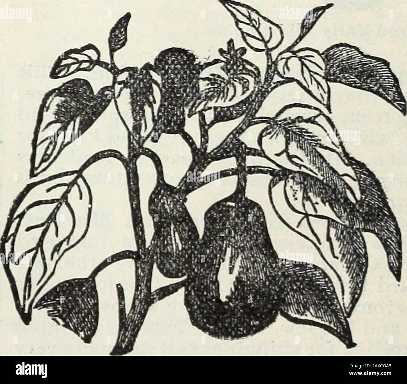 Early dwarf oval variety hi-res stock photography and images - Alamy