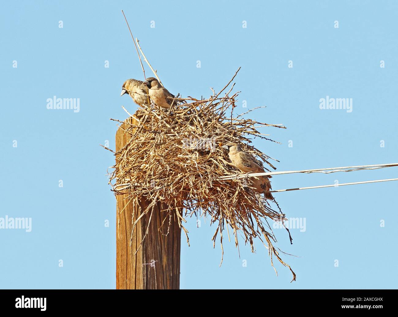 Social Weaver (Philetairus socius) adults nest building Namaqualand ...