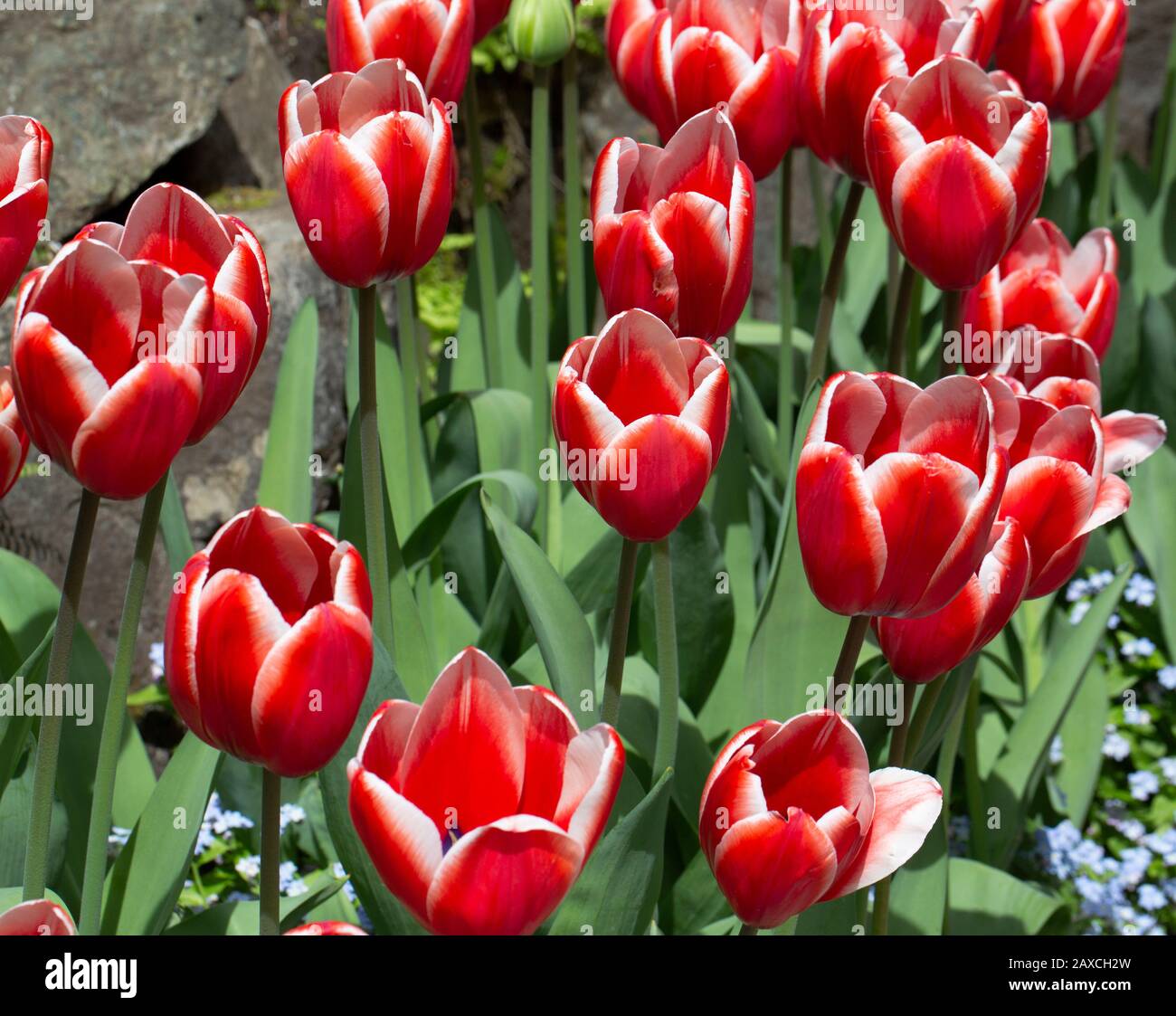 Delightful tulips hi-res stock photography and images - Alamy
