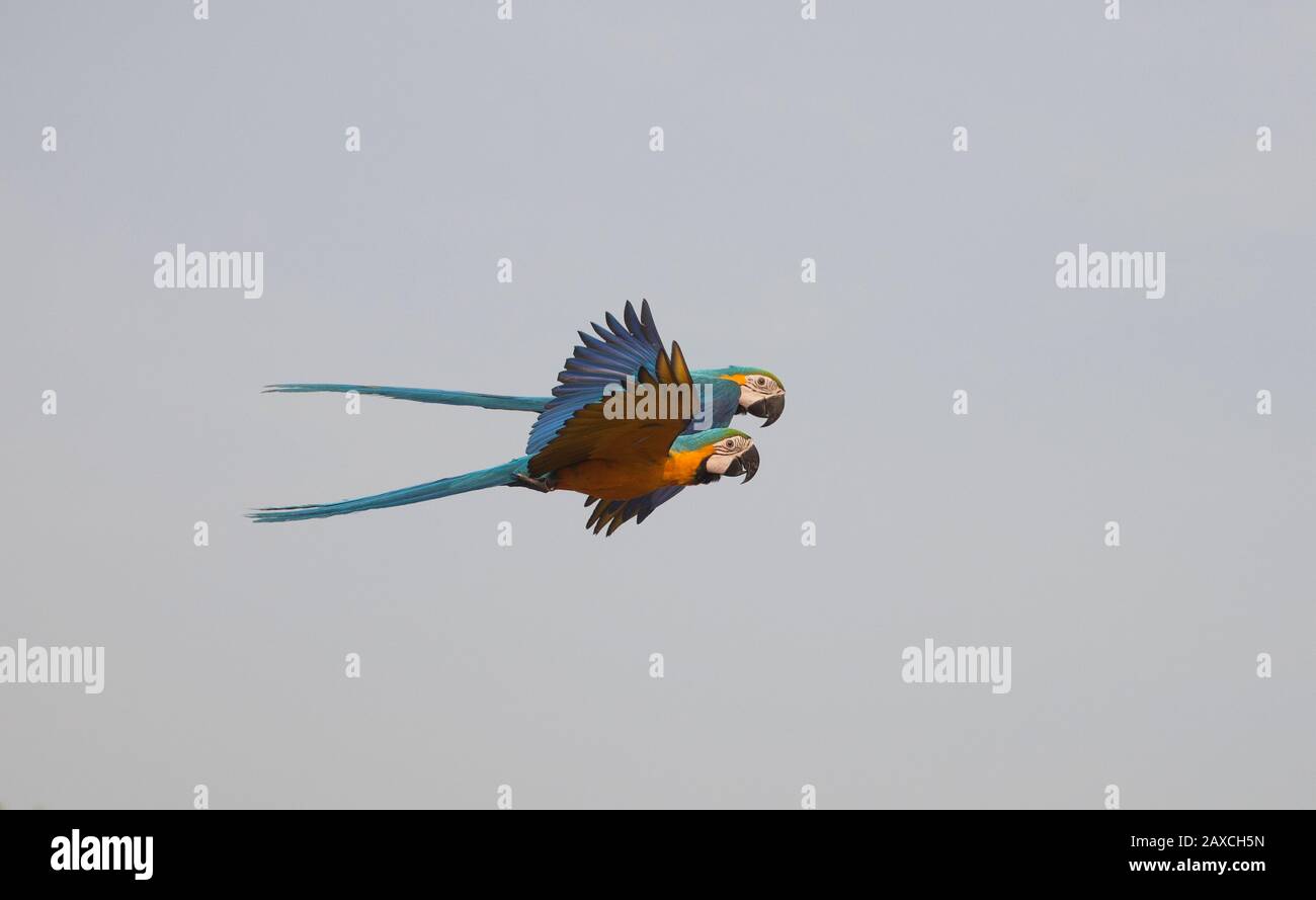 Flying parrot release hi-res stock photography and images - Alamy