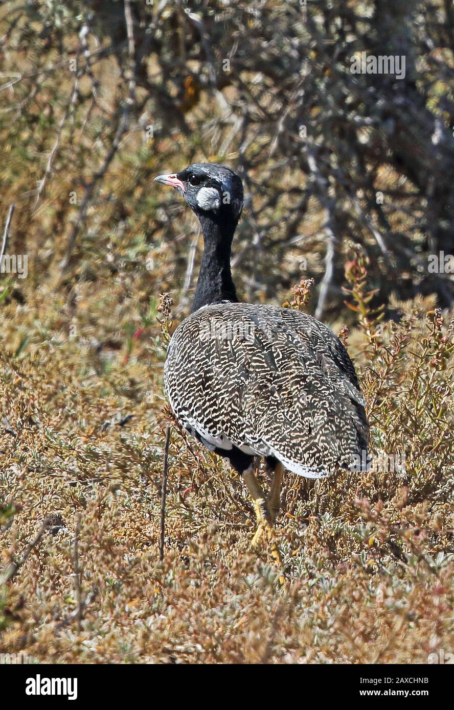 Southern Black Korhaan (Afrotis afra) adult male walking through scrub ...