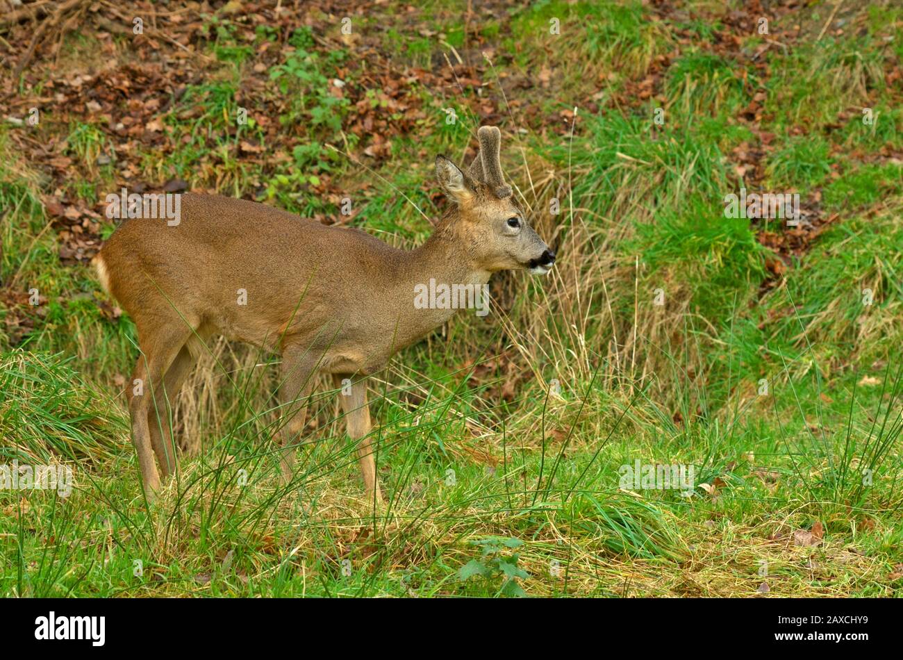 British willife centre hi-res stock photography and images - Alamy
