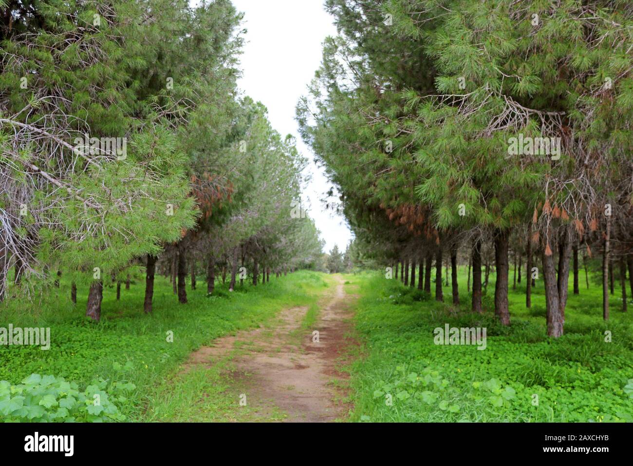 Coniferous forest in Larnaca, Cyprus Stock Photo - Alamy