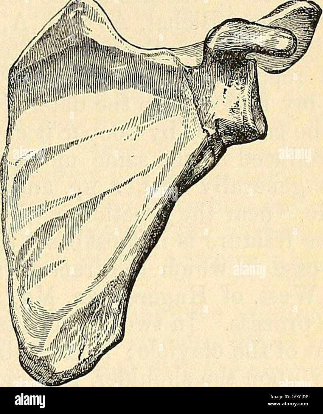 Coracoid process hi-res stock photography and images - Alamy