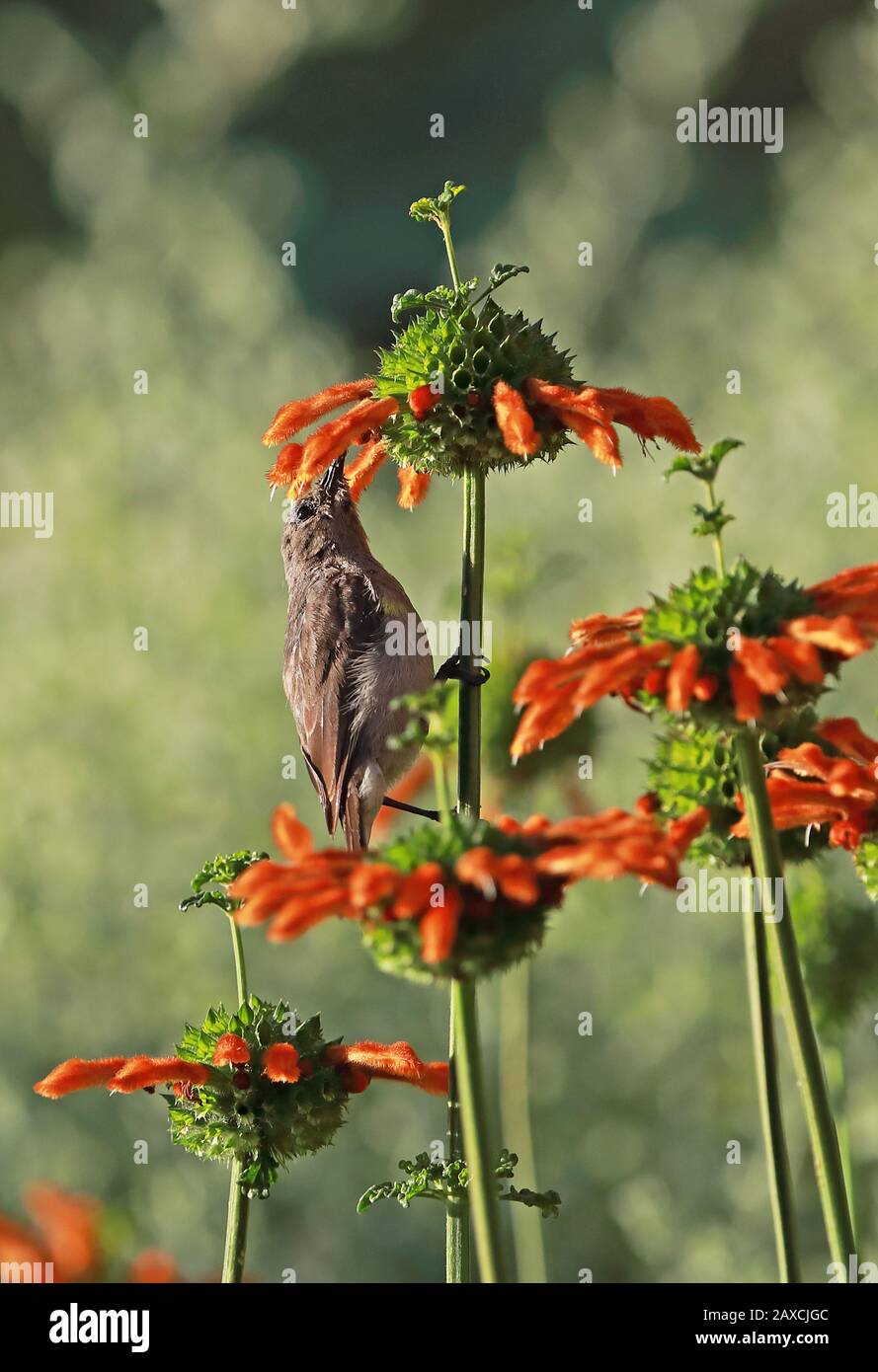 Southern double collared sunbird hi-res stock photography and images ...