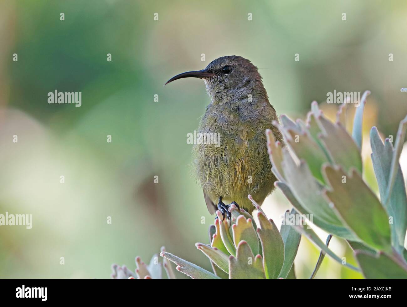 Southern double collared sunbird hi-res stock photography and images ...