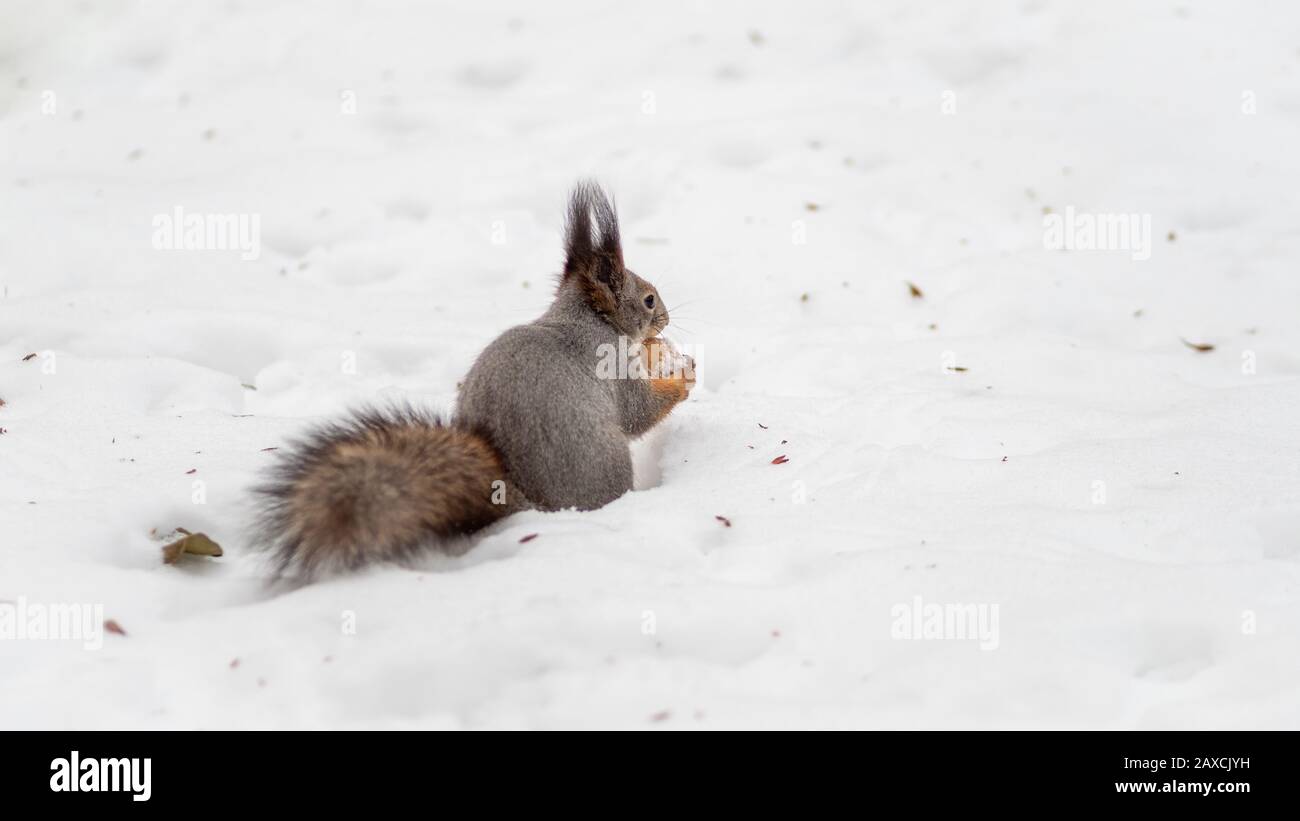 The squirrel sits on white snow with nut. Eurasian red squirrel ...