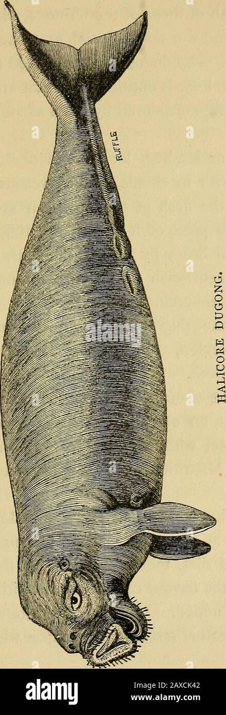Dugongs habitat hi-res stock photography and images - Alamy