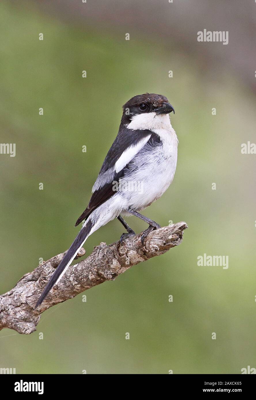 Southern common fiscal hi-res stock photography and images - Alamy