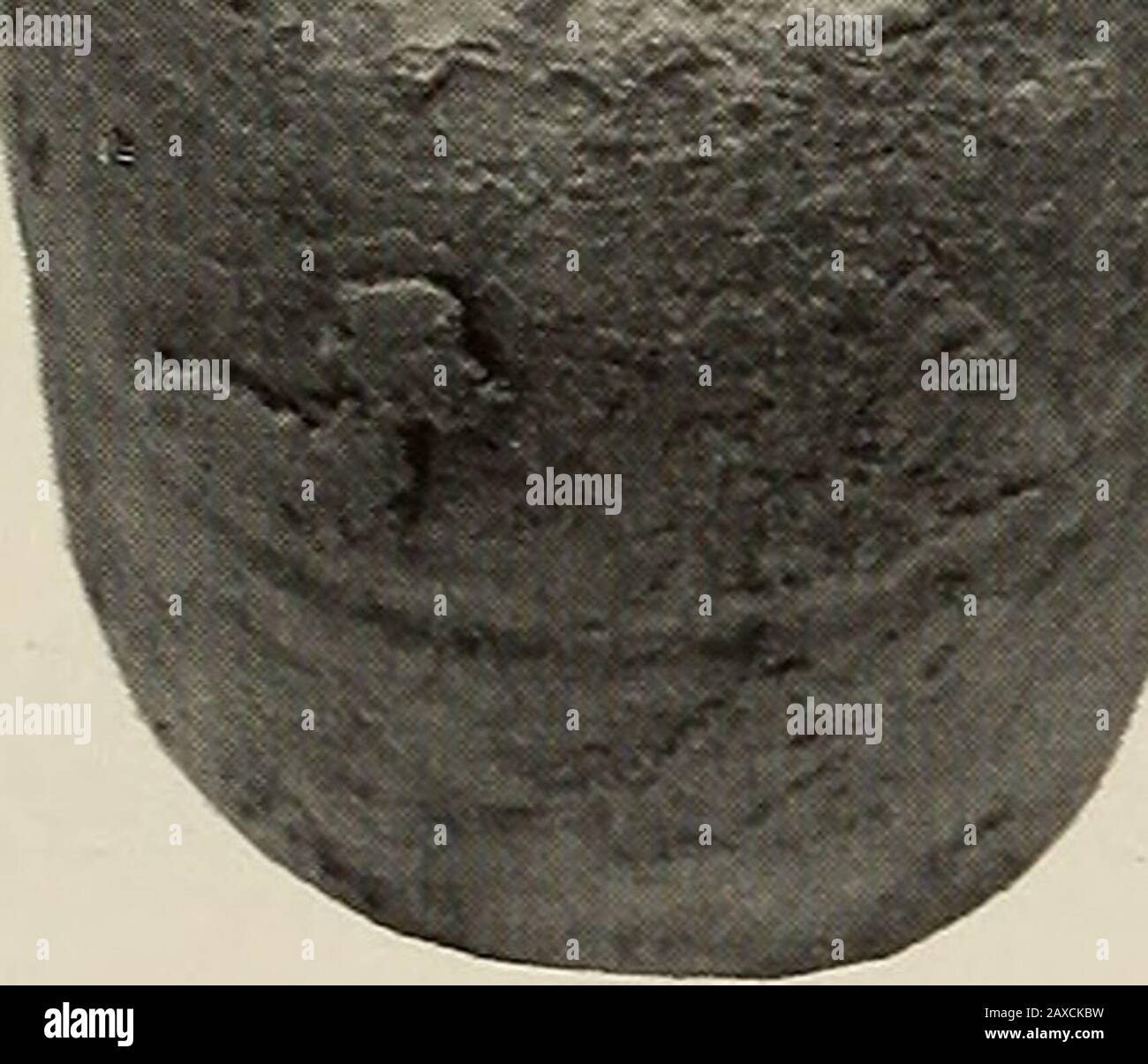 Annals of the South African Museum = Annale van die Suid-Afrikaanse ...