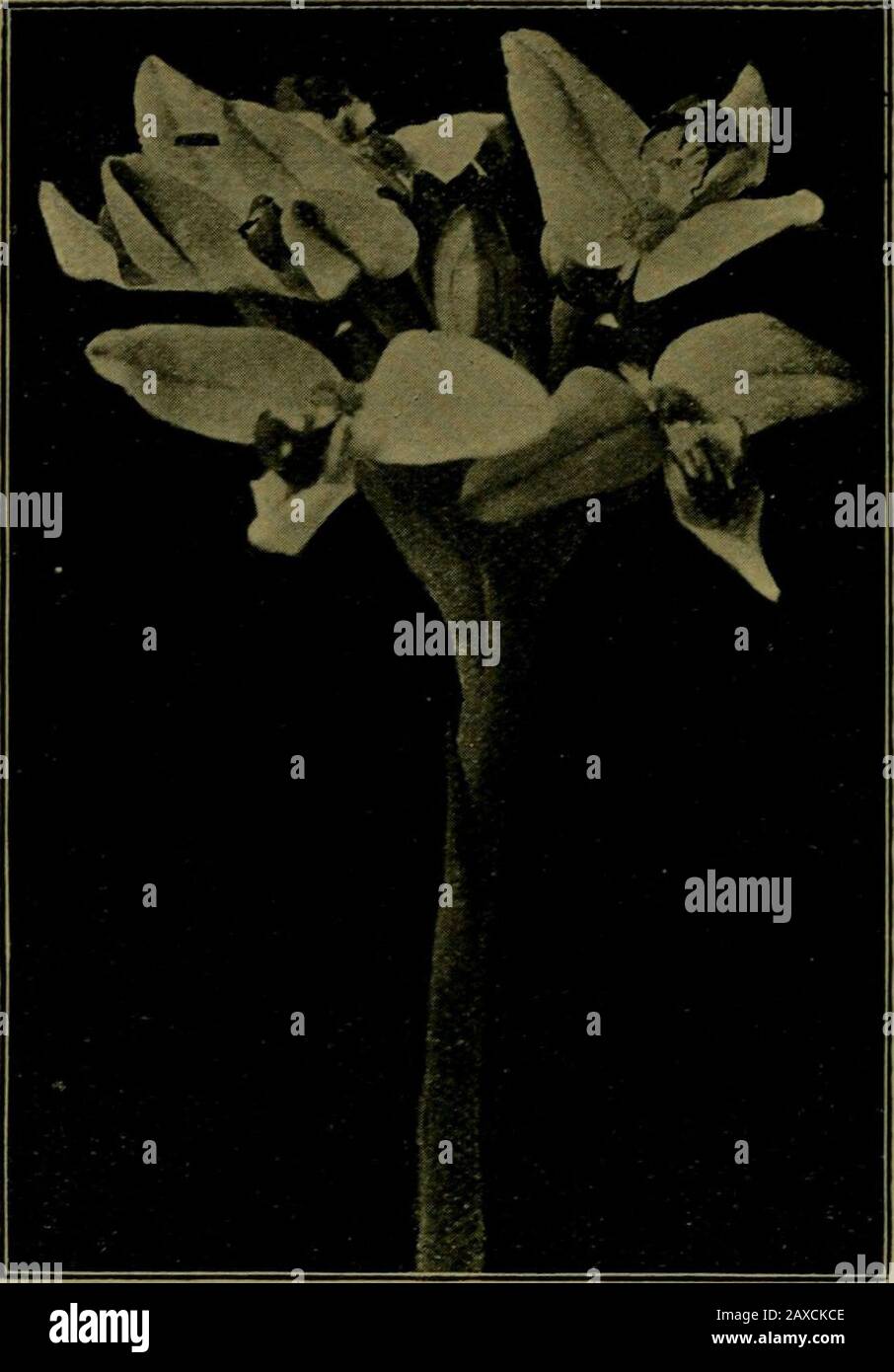 Plants and their ways in South Africa . Fig. 251.—Disa racemosa, Linn ...