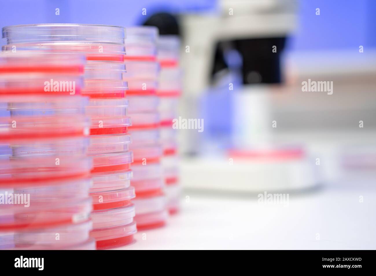 Microscope and petri dish with biological sample on clinical workbench ...