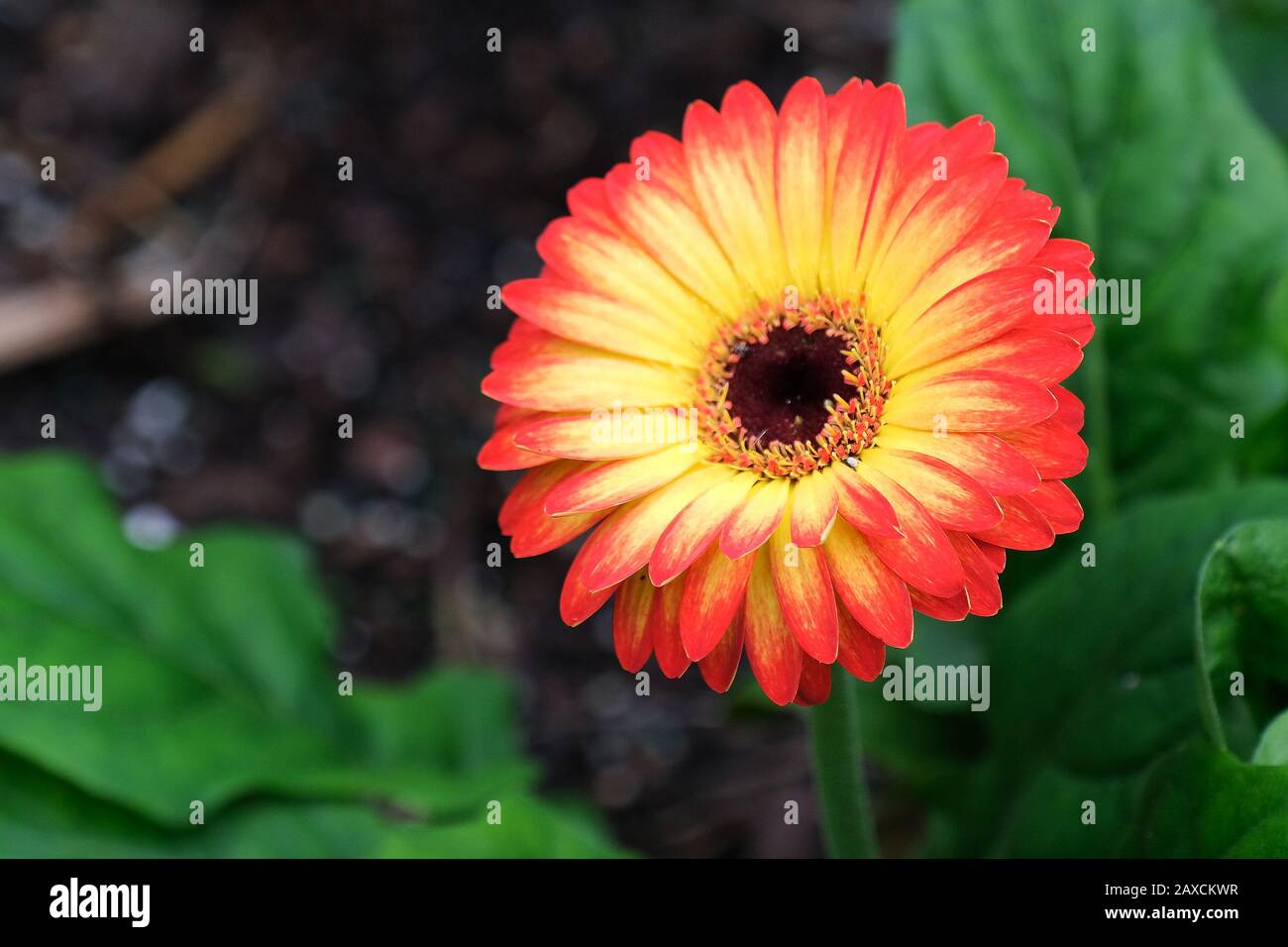 Gerbera leaves hi-res stock photography and images - Alamy