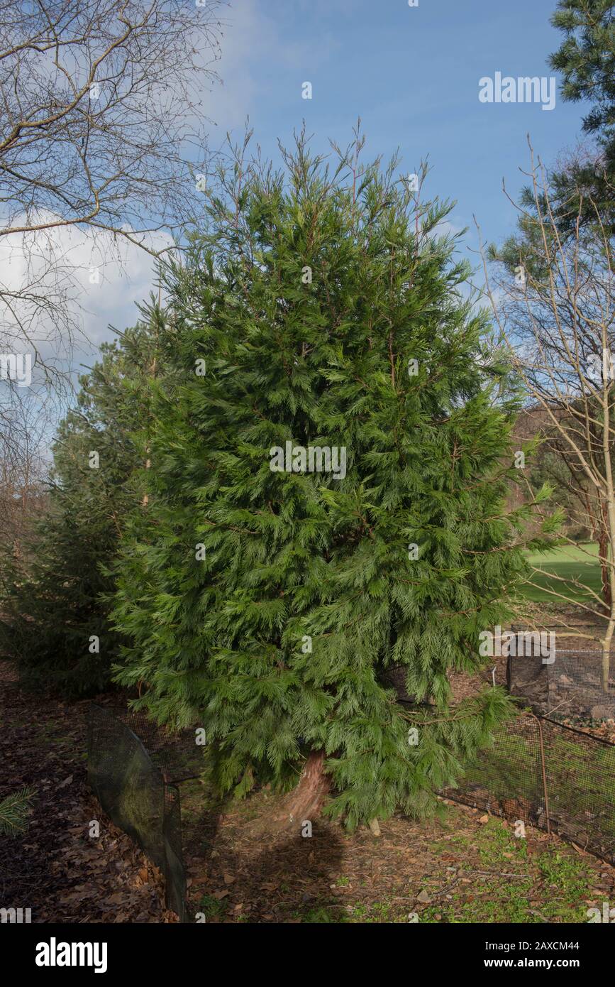 Incense cedar tree hi-res stock photography and images - Alamy