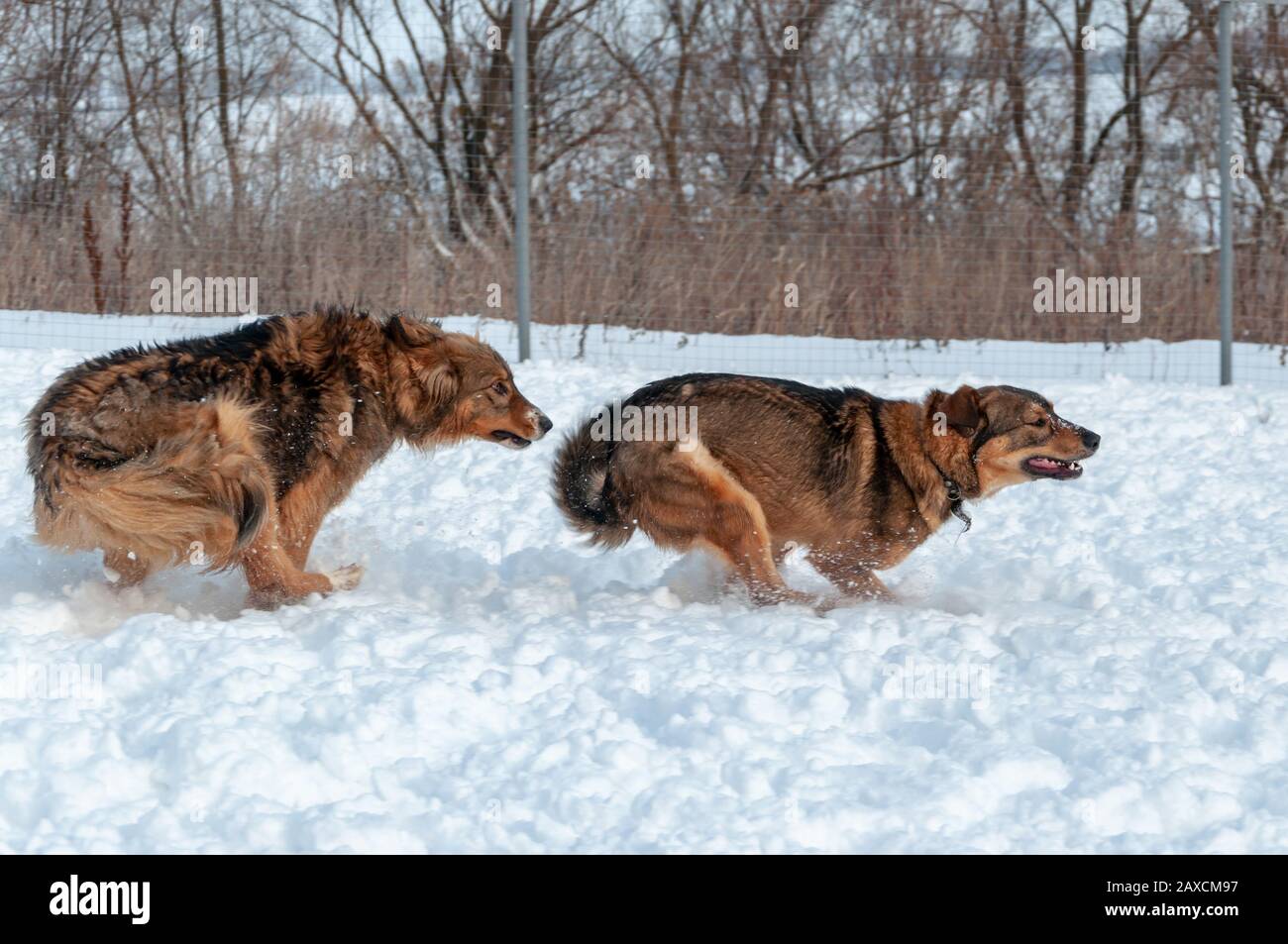 Big cute and beautiful red dogs play happily and cheerfully with each ...