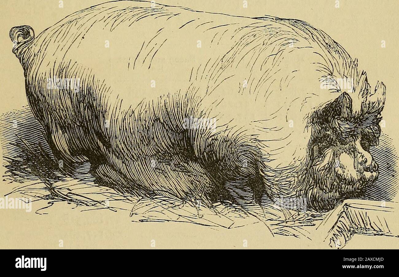Animal products; . garded also as the hardiest of the more improved ...