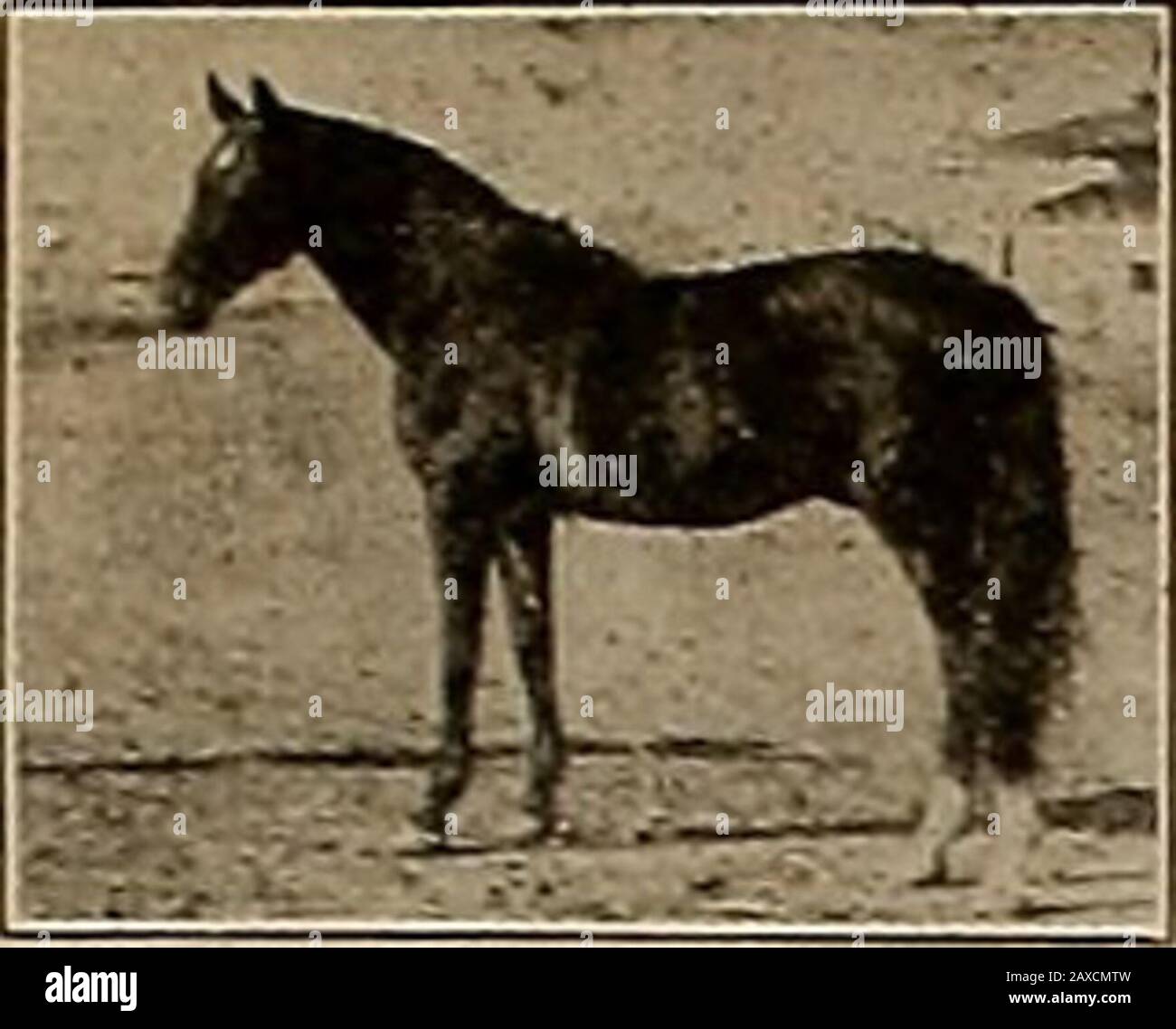 Horse Binding High Resolution Stock Photography and Images - Alamy