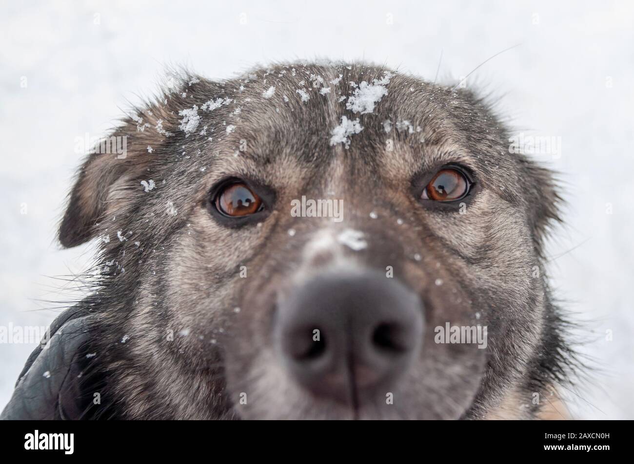 Close-up, portrait of a cute dog with big sad brown eyes and a ...