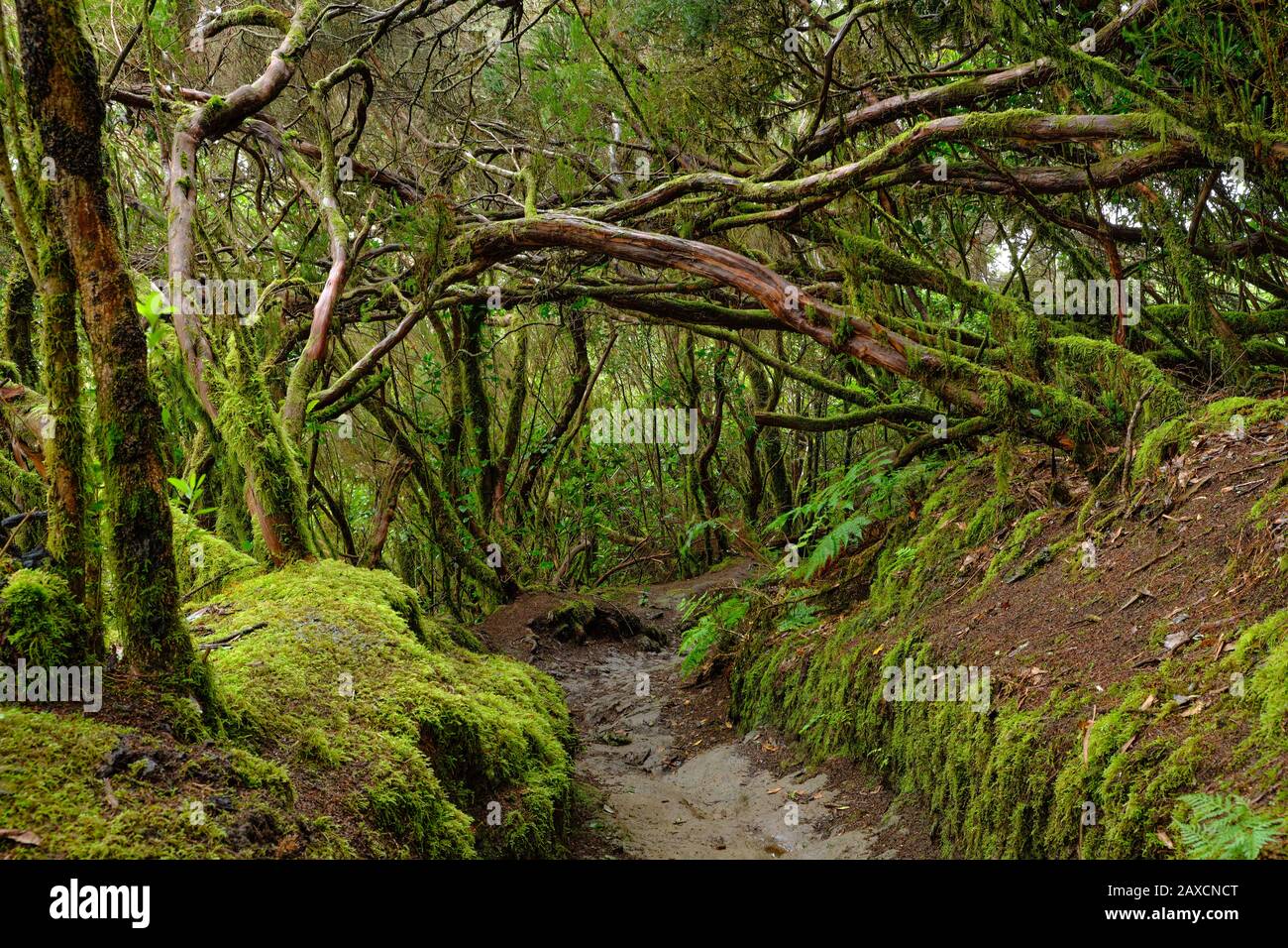 Enchanted forest of Pijaral, Anaga Mountains. Tenerife, Canary Islands ...