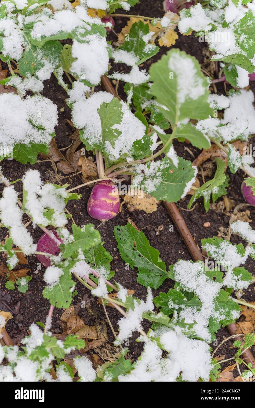 Growing swede hi-res stock photography and images - Alamy