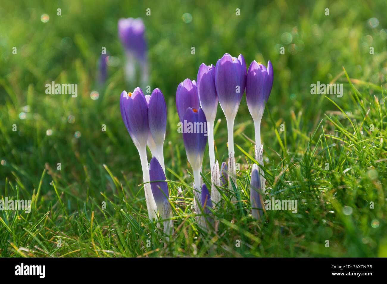 Blue saffron crocus hi-res stock photography and images - Alamy