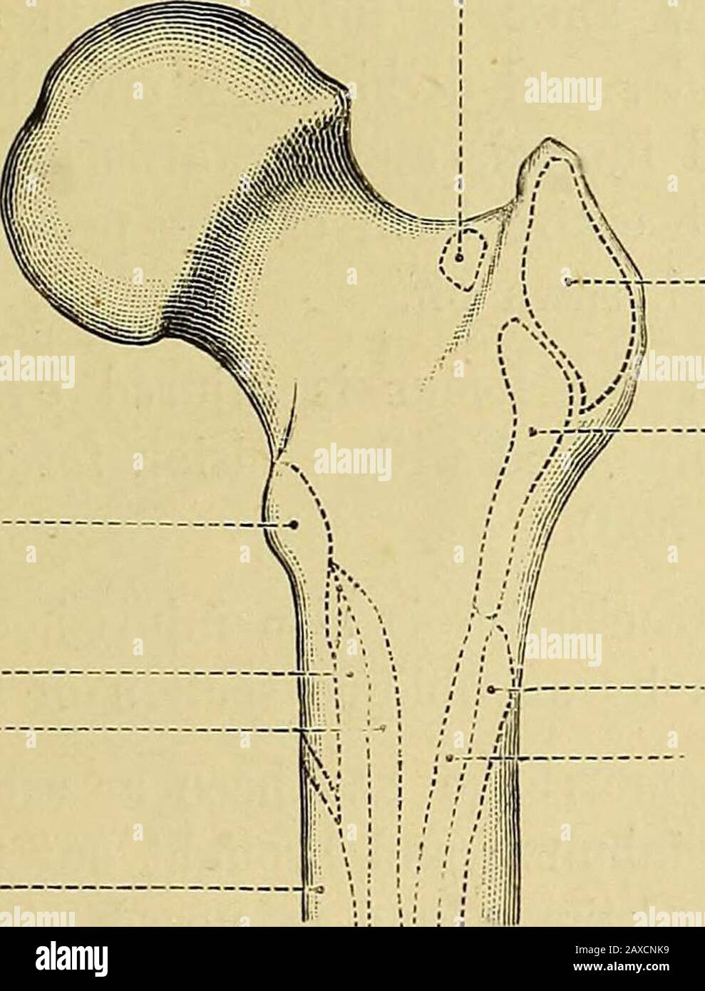 The surgeon's handbook on the treatment of wounded in war : a prize ...
