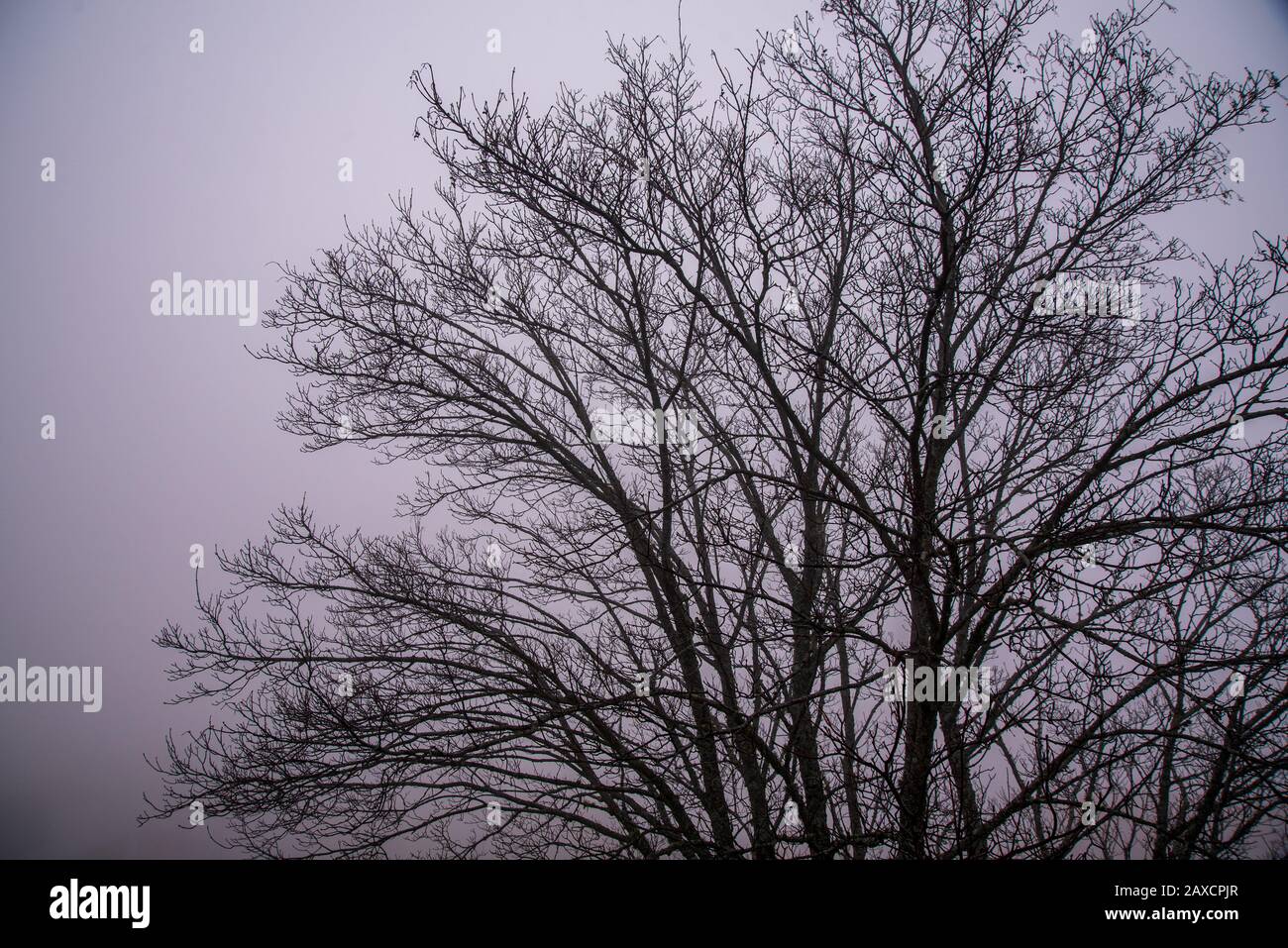 Brunch pattern hi-res stock photography and images - Alamy