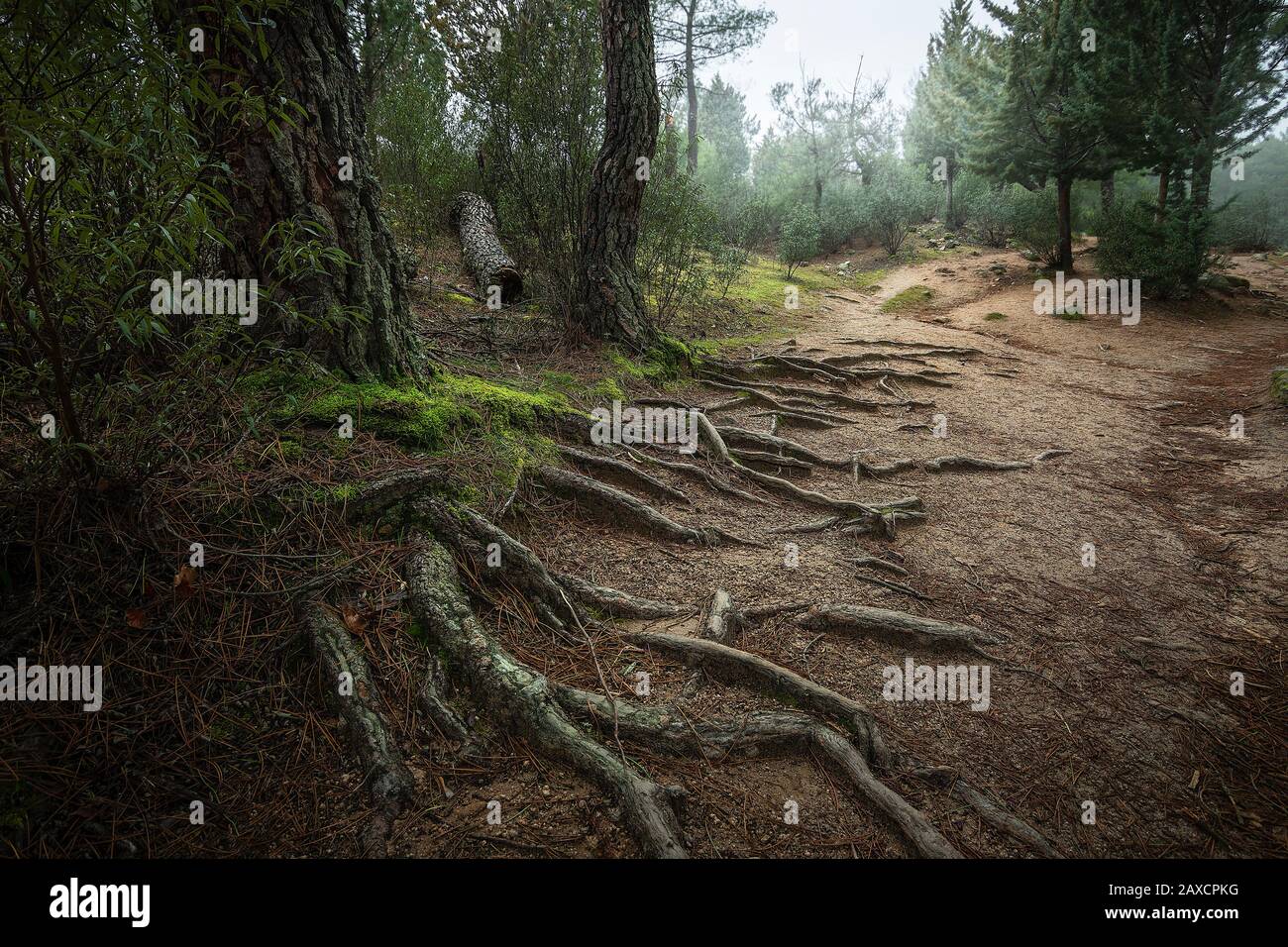 Roots and veins hi-res stock photography and images - Alamy