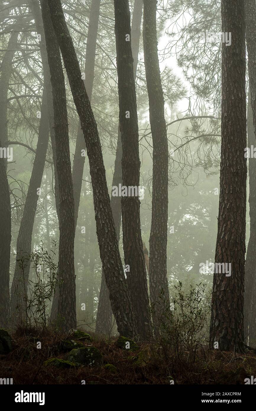 Fog pine hi-res stock photography and images - Alamy