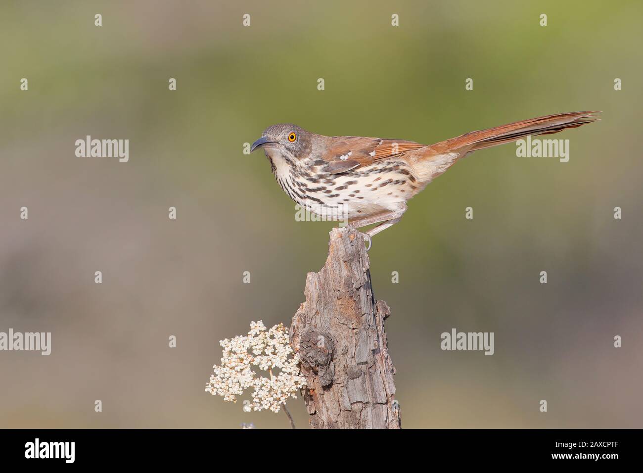 Long billed birds hi-res stock photography and images - Alamy